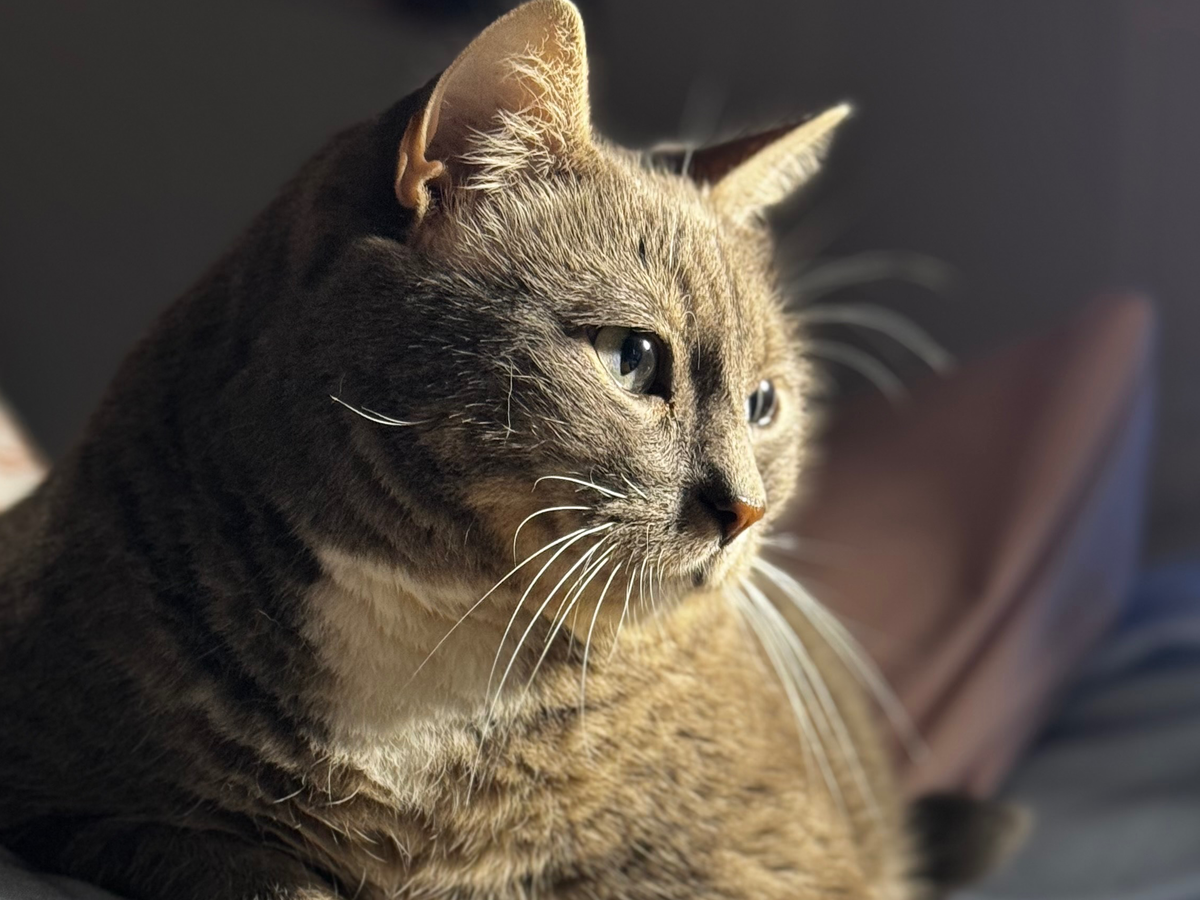 Fundraiser by Sarah Laudati : Help Cappie Recover from Illness