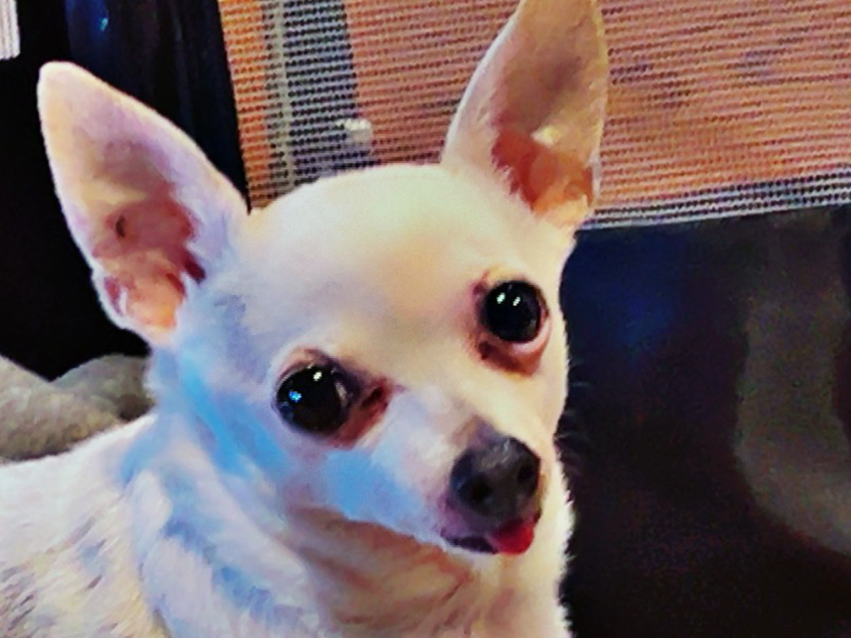 Fundraiser by Amanda Goodwin : Bring Bub Home: Cremation Assistance