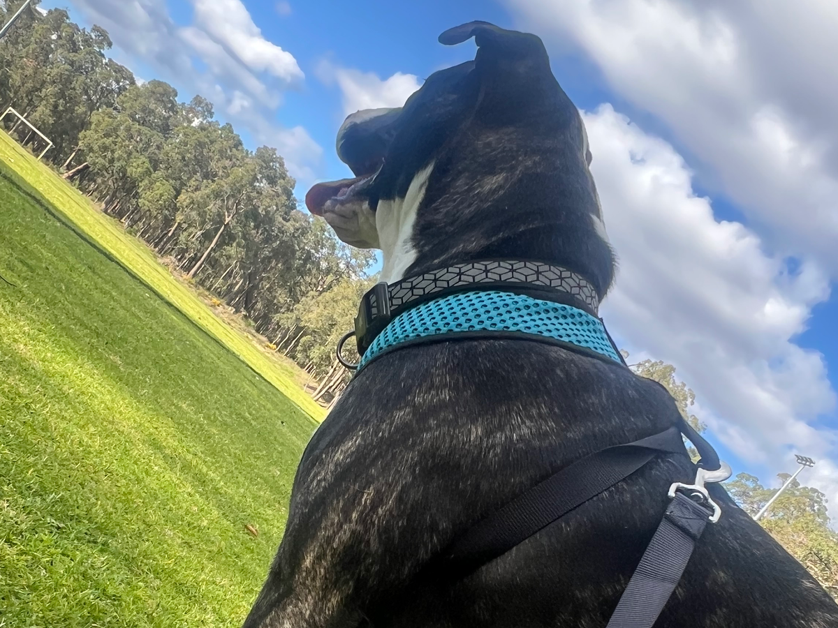 Fundraiser by Ben Brock : My beautiful girl needs surgery