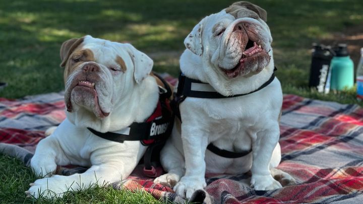 Fundraiser for Guardian Veterinary Specialists by Jacqueline McClure ...