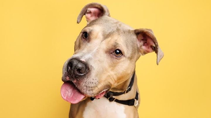 Fundraiser for Larissa Whitehead by Megan Whitney : Surgery for Sweet ...