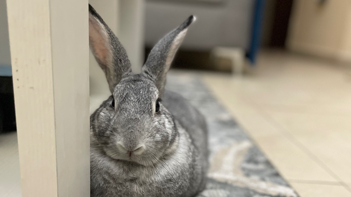 Fundraiser by Hilary Parker Williams : Bring Ice the Rabbit Safely to ...