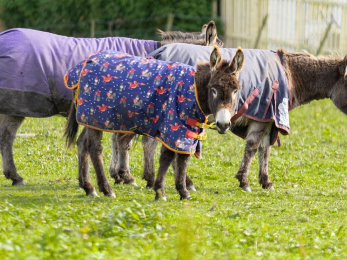 Fundraiser by Debra Beeby : Help us feed our Rescue Horses and Donkeys ...