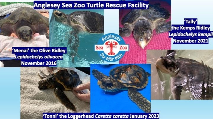 Fundraiser by Frankie Hobro : Anglesey Sea Zoo Turtle Rescue Facility