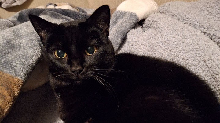 Fundraiser by Amber LeDoux : Support Rosie's Medical Care and Treatment