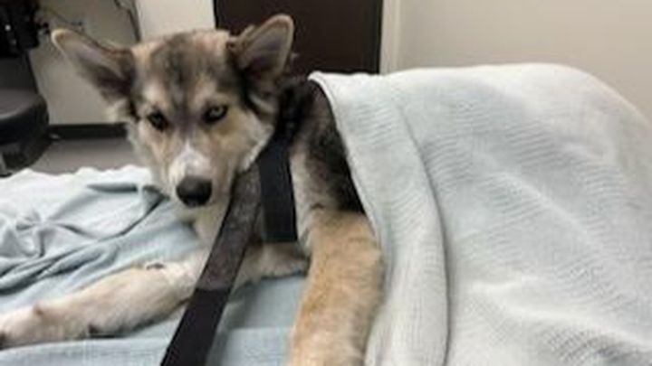 Fundraiser by Ashley Rhyner : Surgery for Dakota