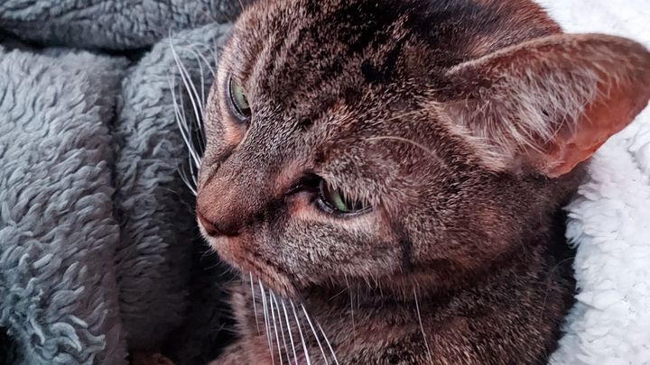 Fundraiser by Marilyn Molloy : (READ UPDATE) Help Pooby Fight Liver Failure