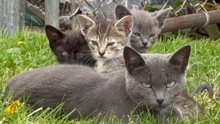 Fundraiser by Peach Di Bella : Help Care for Detroit Cats with The ...