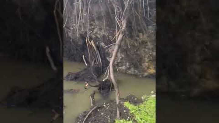 Fundraiser by Patricia Dennis : Storm damage cleanup, Webberville MI