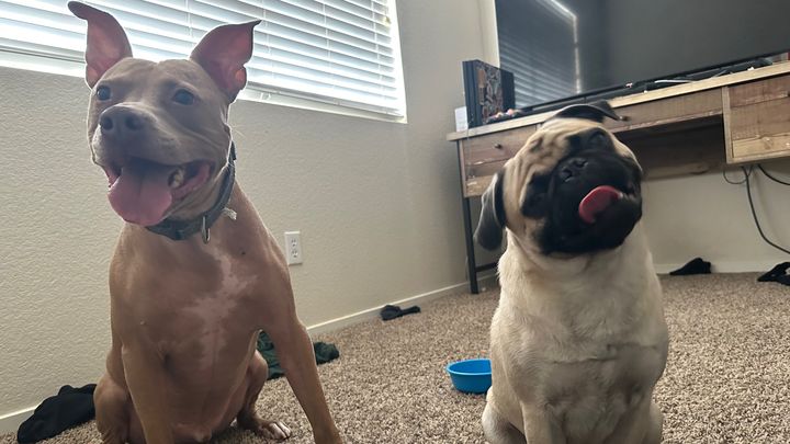 Fundraiser by Milind Parikh : Keep ace and mowgli in safe place