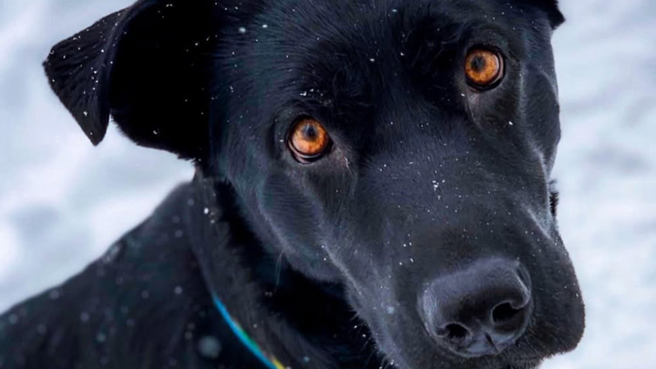 Fundraiser by Bailey Berg : Help Luna Enjoy More Good Days