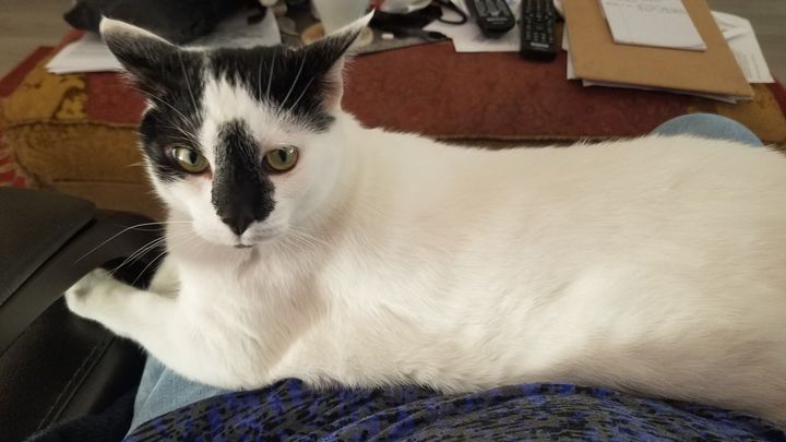 Fundraiser by Victoria Attard : Cappy