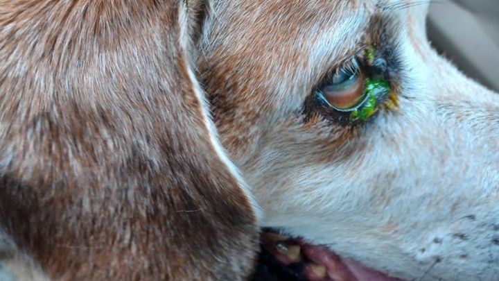 Fundraiser by Stan Lewis : Help Save Doodle