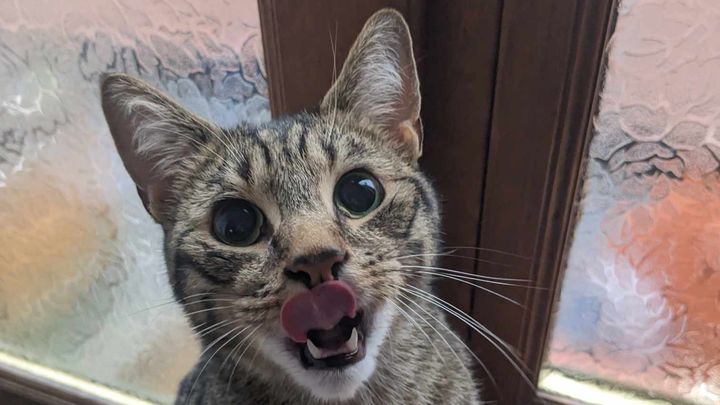 Fundraiser by Julie Methven : Gorgeous 18 month old Mikey needs our help. X