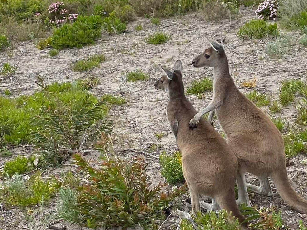 Fundraiser by Candice Manners : Help Us Build a Soft Release Pen for ...