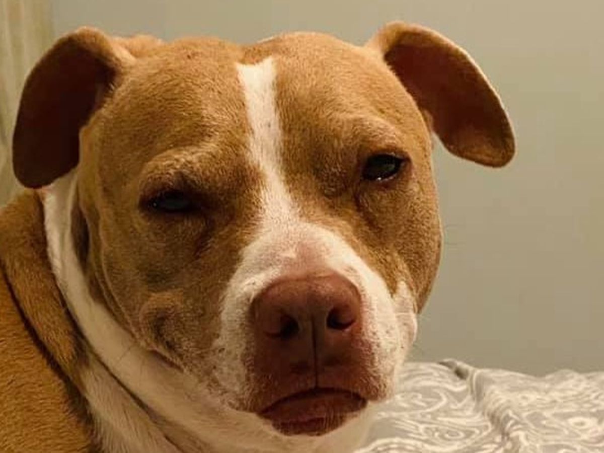 Fundraiser for Christine Holda by Clara Piecuch : Christine's Comiskey ...