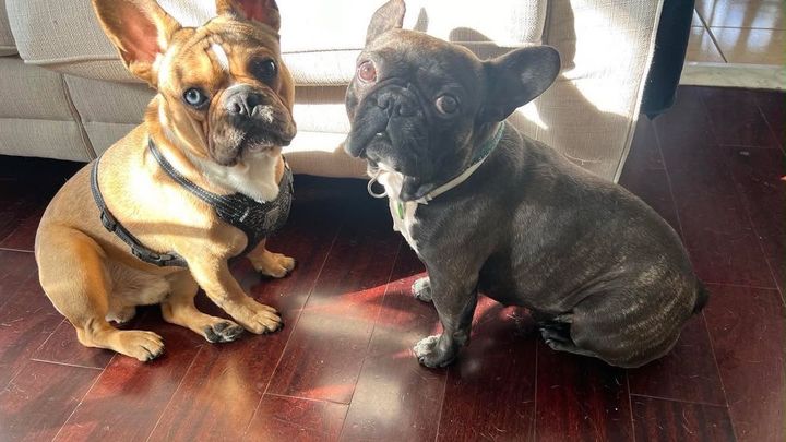 Fundraiser by Jose Gutierrez : Help Jack Breathe Easy After Rescue