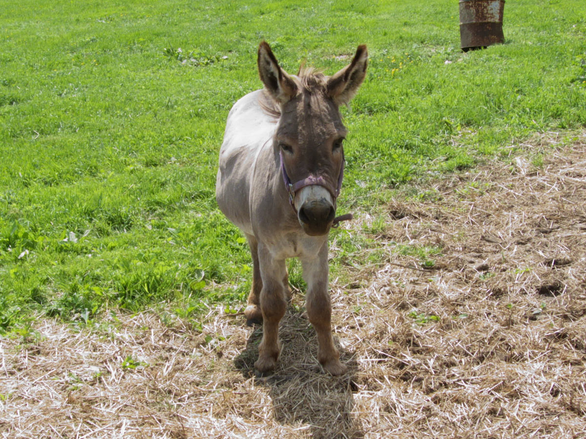 Fundraiser by John Ritzel : Help Dinkster Get Essential Dental Care