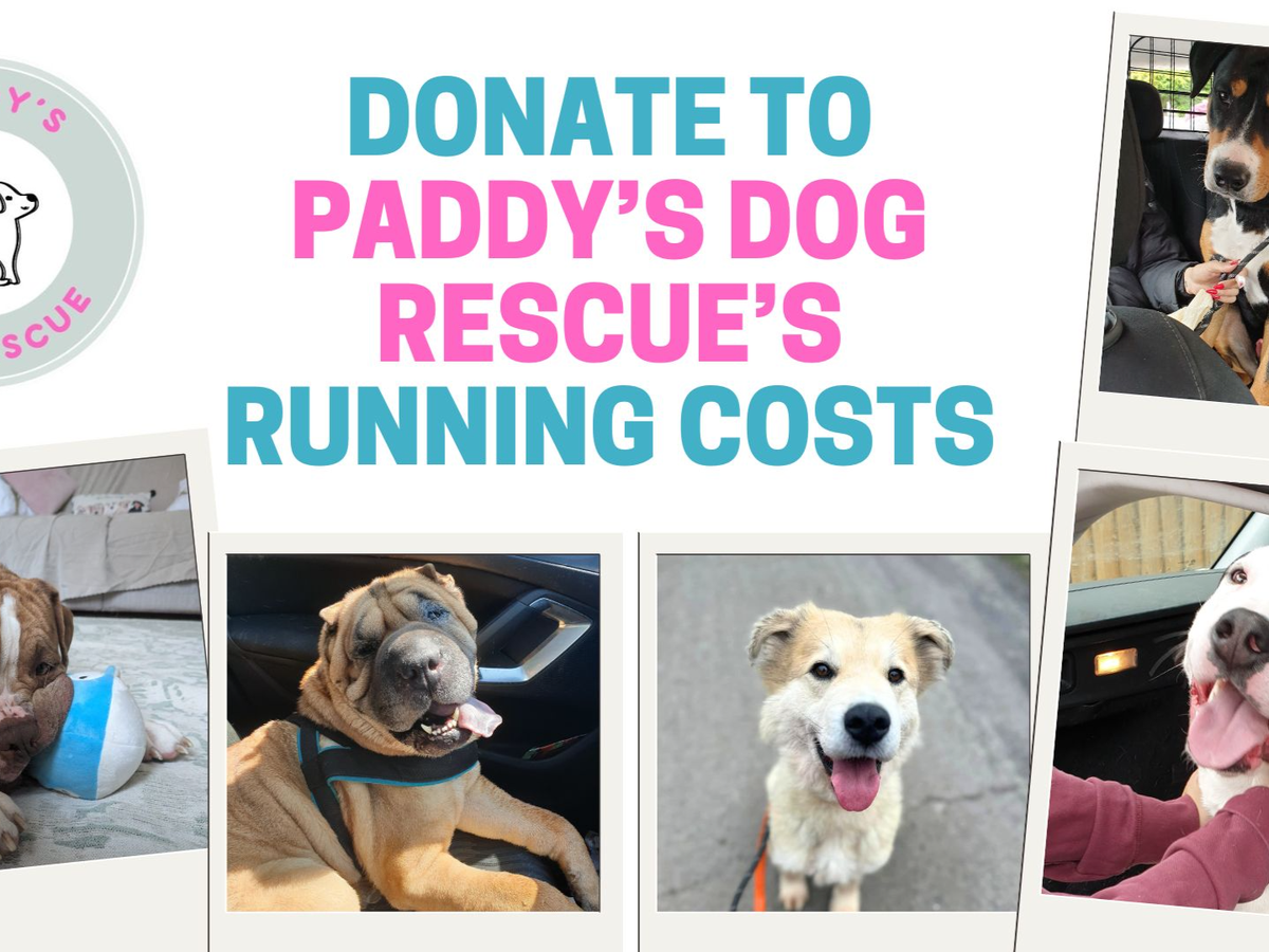 Fundraiser by Paddy's Dog Rescue : Donate to Paddy's Dog Rescue's ...