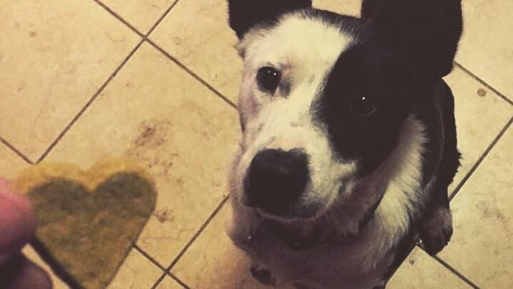 Fundraiser by Timothy J. Bopp : RODEO Surgery Fund