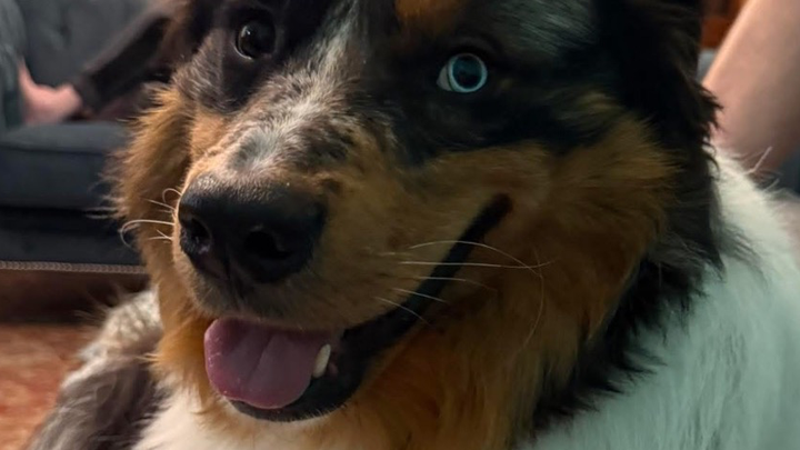 Fundraiser for Jon Lester by Amanda Thompson : Help save Zeus
