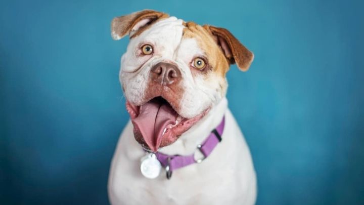 Fundraiser by Michelle Dorion : Please help with Vaeda's Surgery