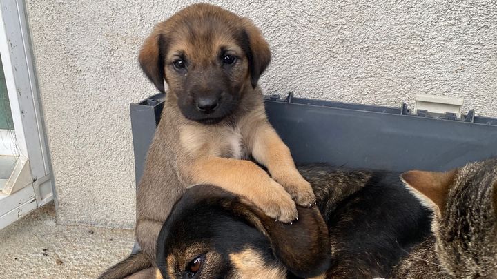 Fundraiser by Natalie Reger : Unterstützung für Larissas Shelter in ...