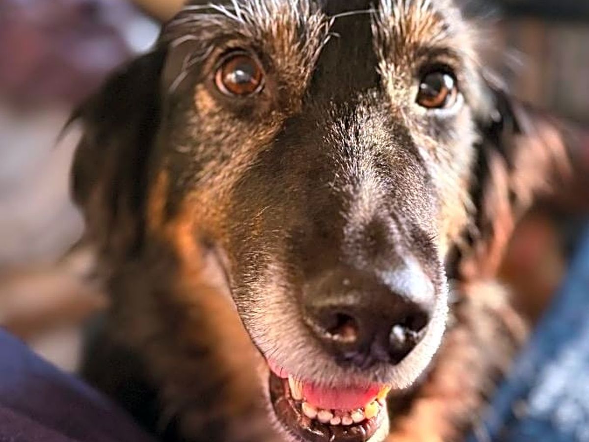 Fundraiser by Allison Davis : Pita is a 7 Year Old Australian Shepherd ...