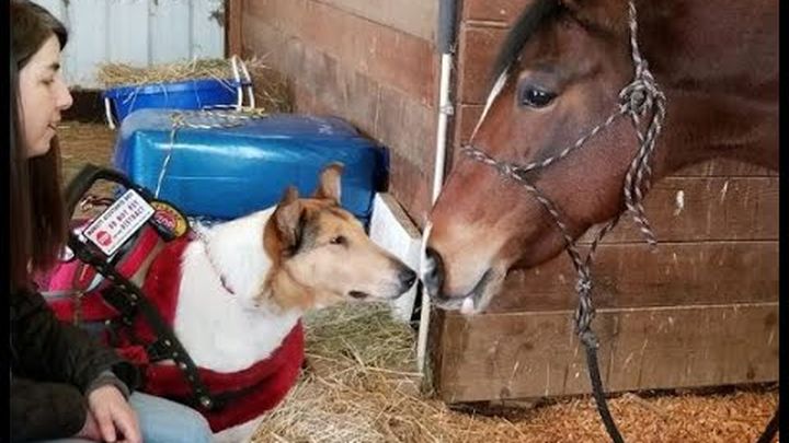 Fundraiser by Leslie Rappaport : A Service Dog for Independence