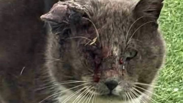 Fundraiser by Samantha Villeneuve : Fraggle’s Vet Care