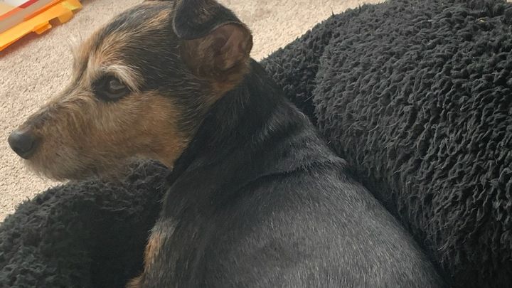 Fundraiser for Ashlee Harrell by Sarah Geiser : Project: Juno's Bionic ...