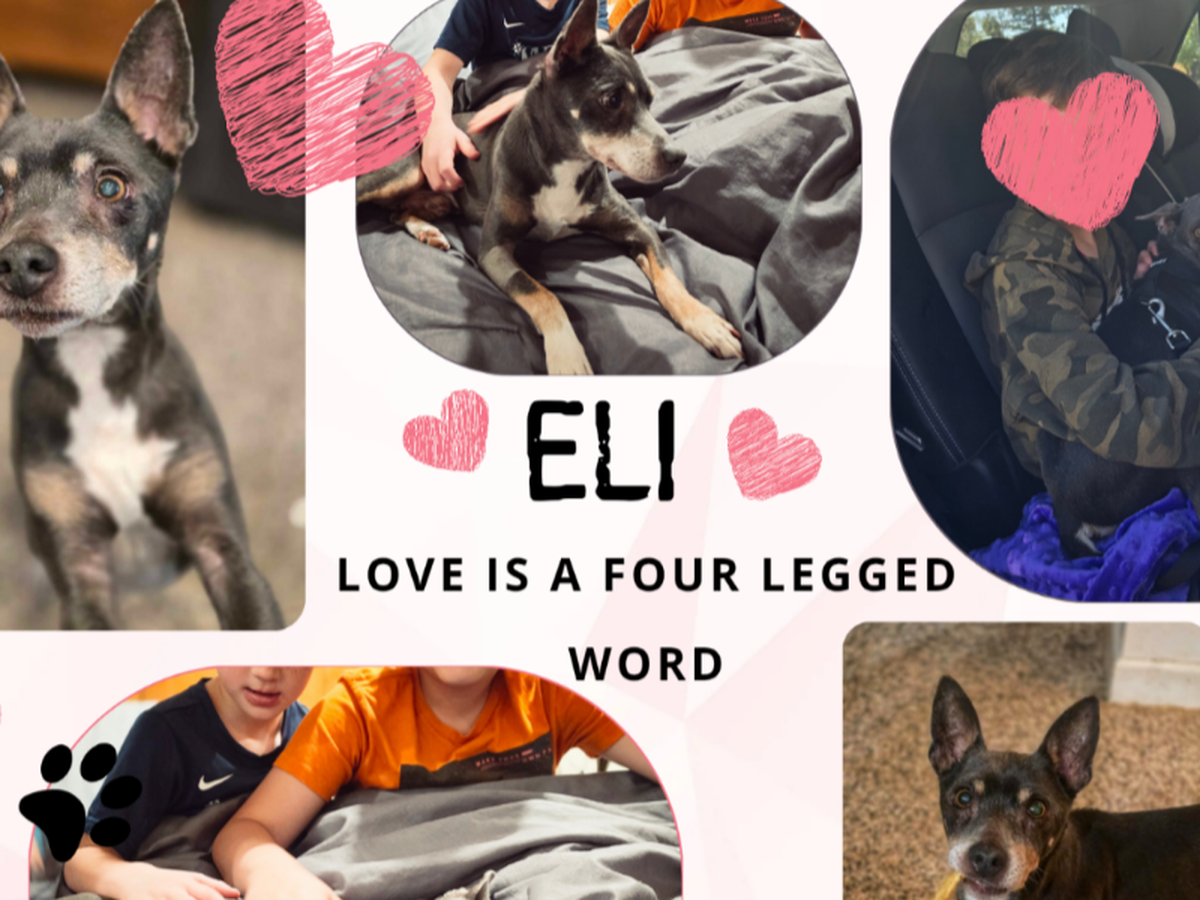 Fundraiser by Gail Holloway : Oral surgery for 13 YO Rat Terrier ...