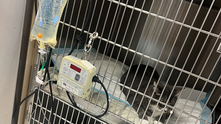 Fundraiser by Nicole Honore : Jack and Nala Vet bills