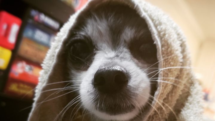 Fundraiser by Justin Frantz : Help Make Maxwell's Last Year About Him