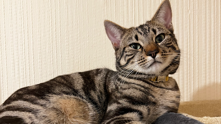 Fundraiser by Josh Altwasser : Our beautiful little cat Simba.