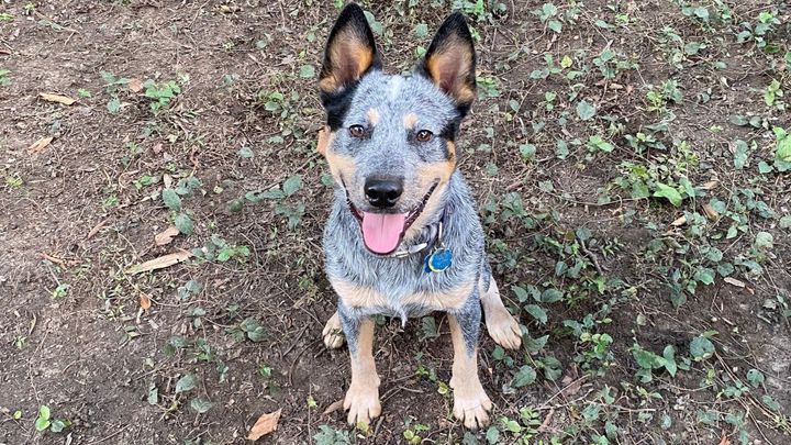 Fundraiser by Karen Simmons : Zeus, the amazing Blue Heeler