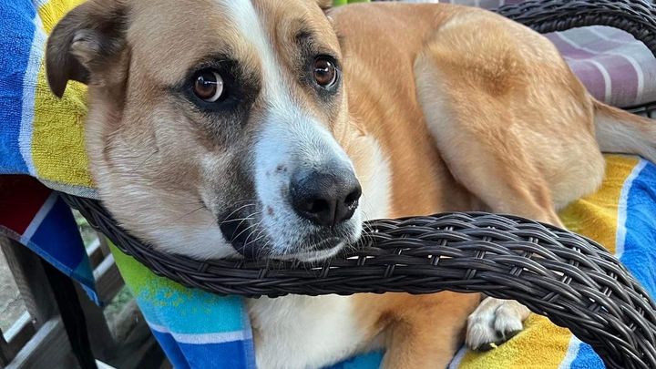 Fundraiser for Robert Morin by Hayley Morin : Dexter needs us