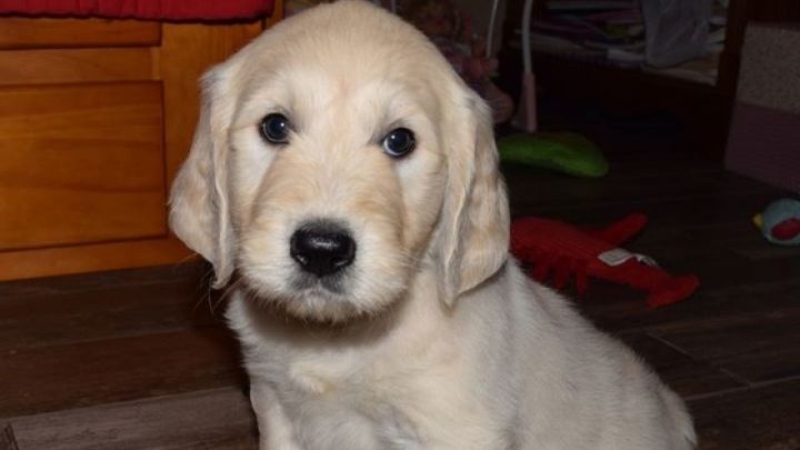 Fundraiser for regina baepler by Omie Johnson : Service Dog for Hammy!!!!