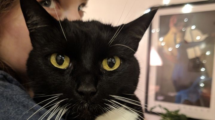 Fundraiser by Zoey Rice : Life-saving surgery for my baby, Plum the Cat!