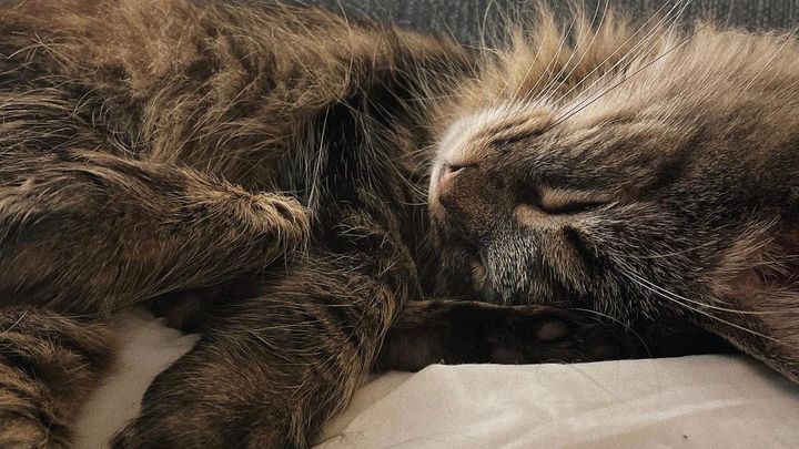 Fundraiser by Audrey Donovan : Chicken The Cat