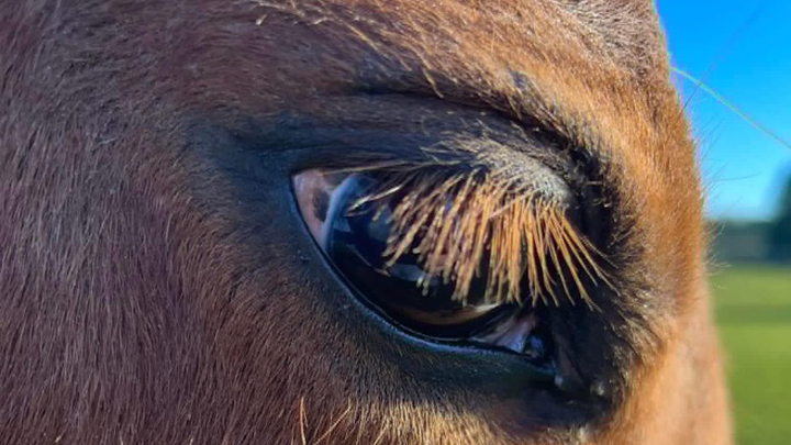 Fundraiser by Tessa Dahlberg : Support Elderly Horses at Lacamas Valley ...