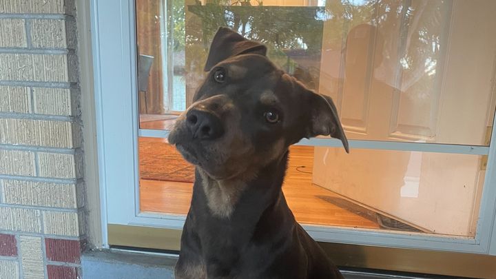 Fundraiser by Ryan Gaddis : Help with Bubba's Medical Expenses!!