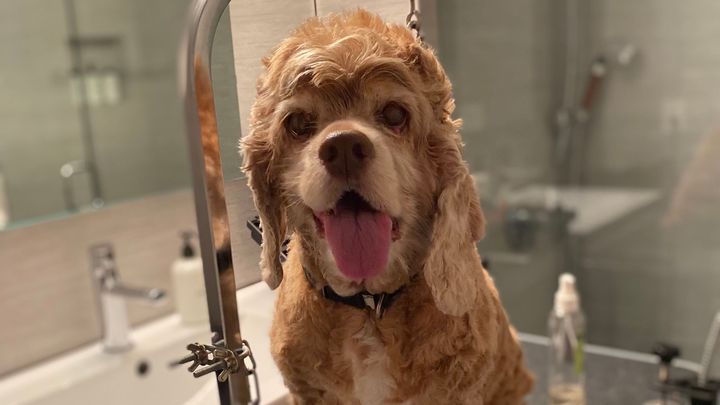 Fundraiser by Roberto Berrocal : Argia's second TECA-BO ear surgery at ...