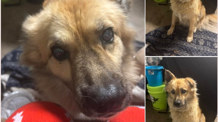 Fundraiser by Sarah Mattina : Donate to Save an Elderly Shepherd's Life