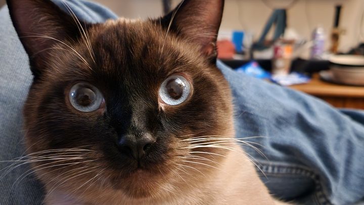 Fundraiser by Dylan Bussell : My cat Poseidons surgery.