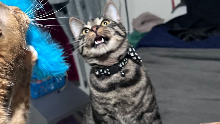 Fundraiser by Alexis Pollock : Help Sweet Bobbie to get Lifesaving Care