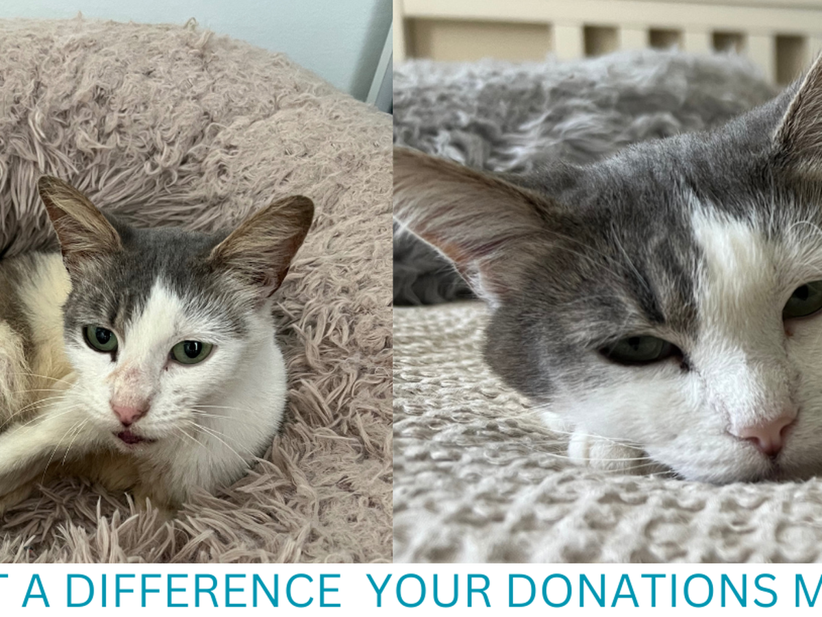 Fundraiser by Lea Kaftan Krzan : Saving Feral Cats-A Grass Roots TNR ...