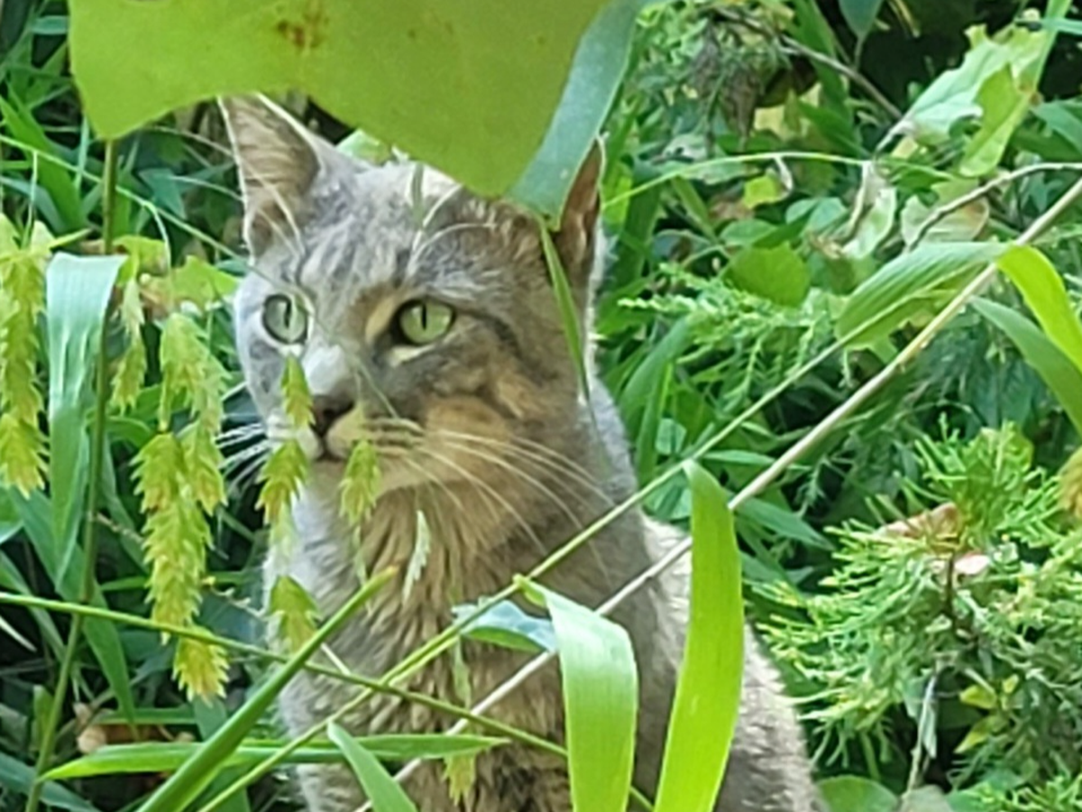 Fundraiser by Katrina Littlewolf : Save Mason: Help a Sweet Cat Heal