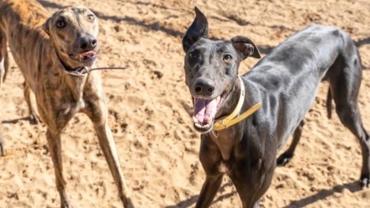 Fundraiser by Becky Blundell : Help Carl & Thorne Recover After House Fire