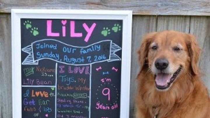 Fundraiser for Jay Tanenbaum by Tina Musselwhite : Lily's Medical Fund